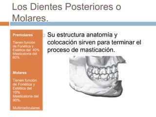 Anatomia dental cap 1 sarahi | PPT