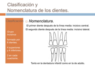 Anatomia dental cap 1 sarahi | PPT