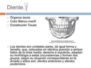 Anatomia dental cap 1 sarahi | PPT