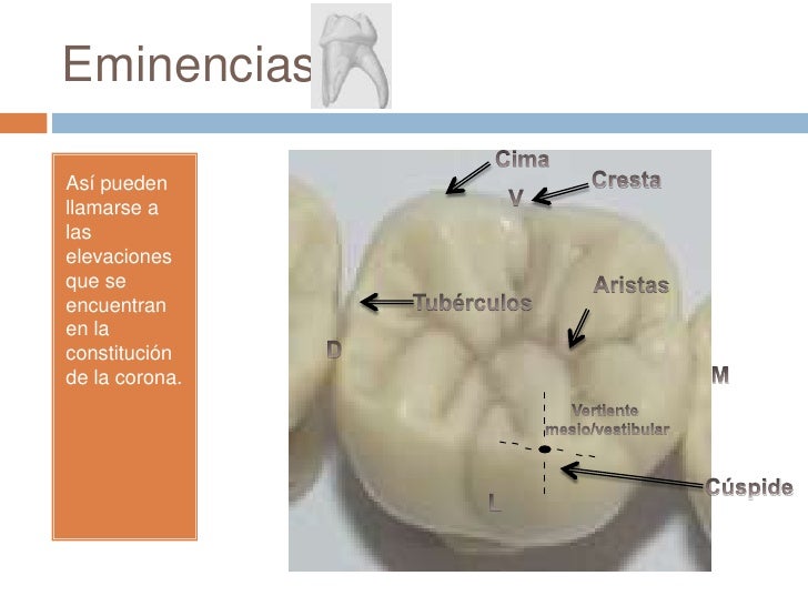 Anatomia dental cap 2
