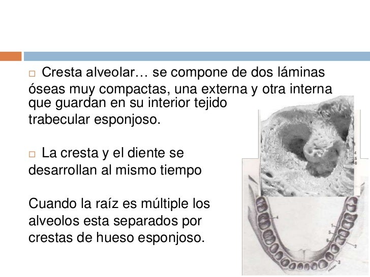Anatomia dental cap 3