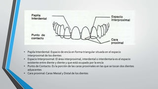 Anatomia_Dental_Clase_2_1.pptx