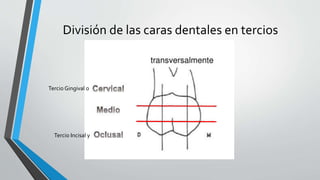 Anatomia_Dental_Clase_2_1.pptx