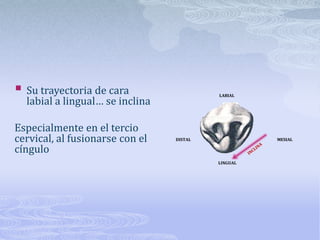 Anatomía dental | PPTX