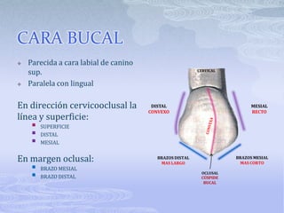 Anatomía dental | PPTX
