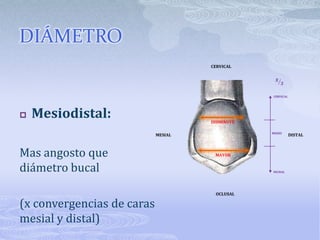 Anatomía dental | PPTX