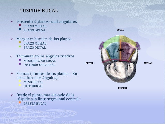 Anatomía dental