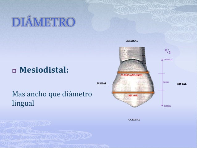 Anatomía dental