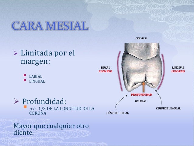 Anatomía dental