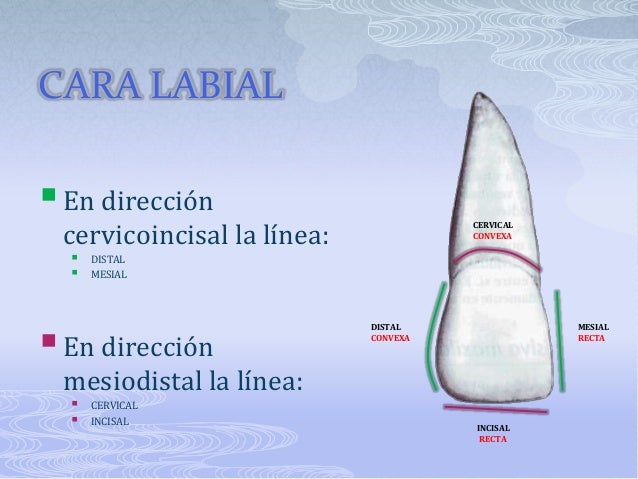 Anatomía dental
