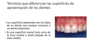 ANATOMIA_DENTAL_DIENTE_FORMA_Y_FUNCION.pdf