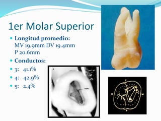 Anatomia dental interna_1 | PPTX