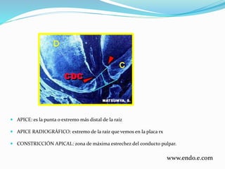 Anatomia dental interna_1 | PPTX