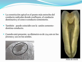 Anatomia dental interna_1 | PPTX