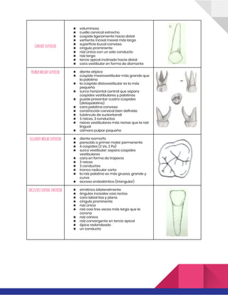 Anatomia dental (dientes temporales) | PDF