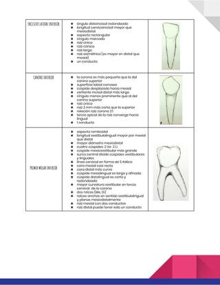 Anatomia dental (dientes temporales) | PDF