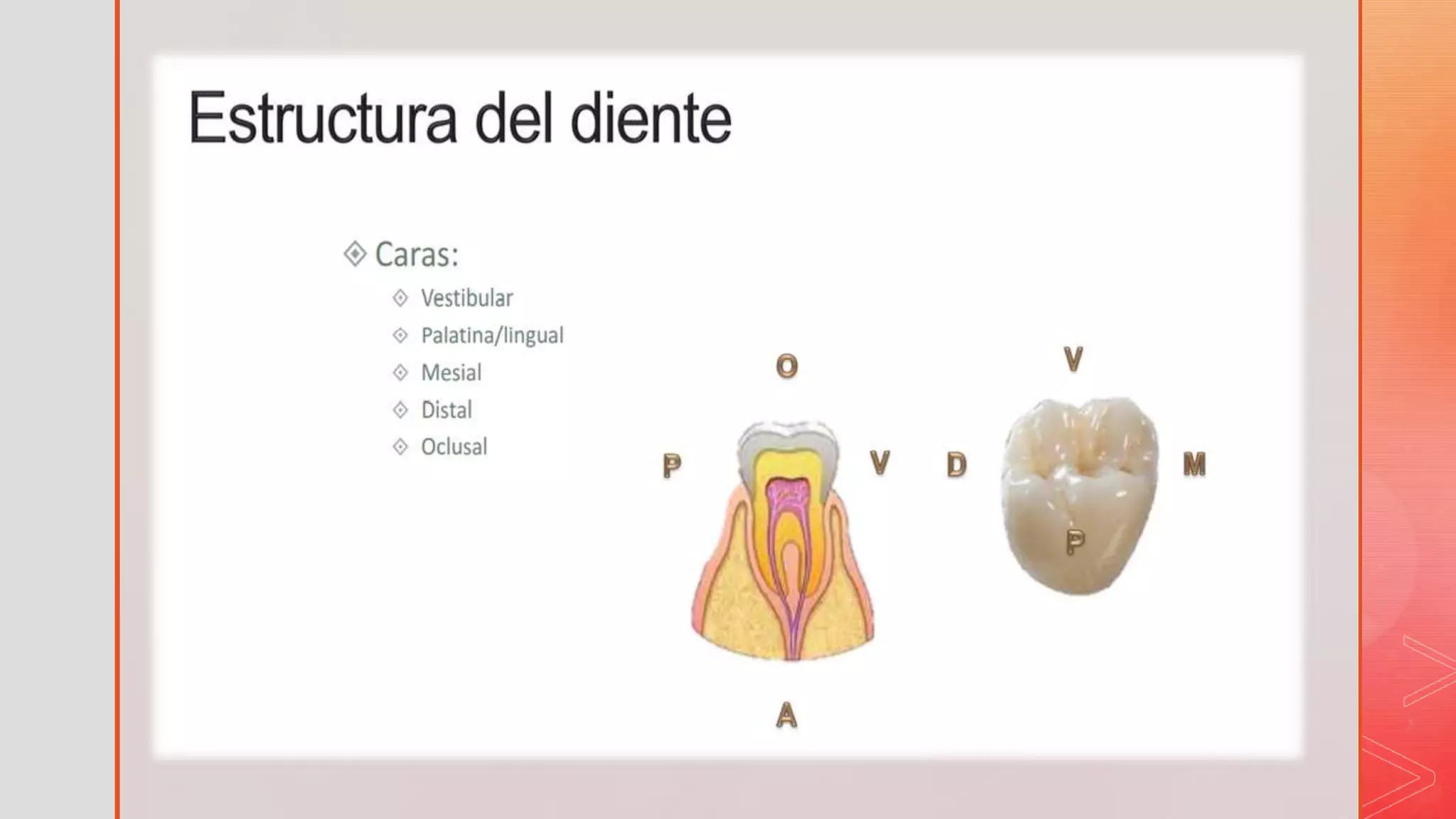 ANATOMIA DENTARIA.pptx