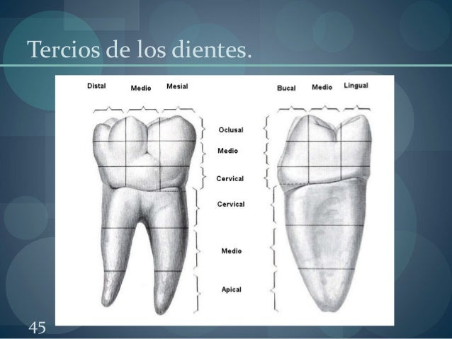 Anatomia dentaria Ingreso FOUNA