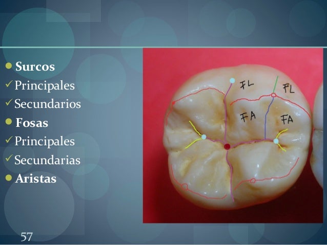Anatomia dentaria Ingreso FOUNA