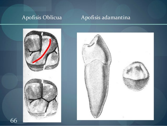 Anatomia dentaria Ingreso FOUNA