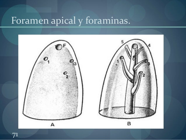 Anatomia dentaria Ingreso FOUNA