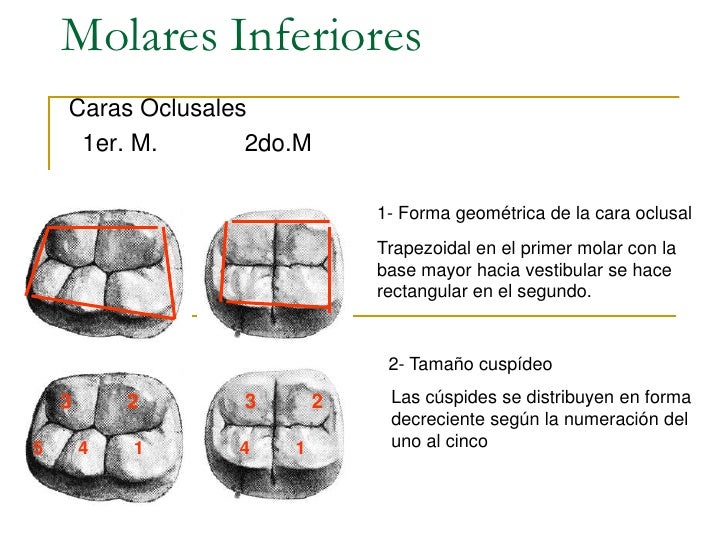 Anatomia dentariaal