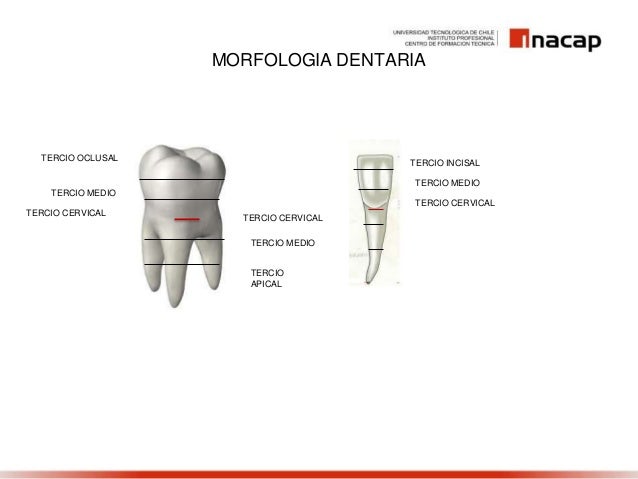 Anatomia dentaria definitiva