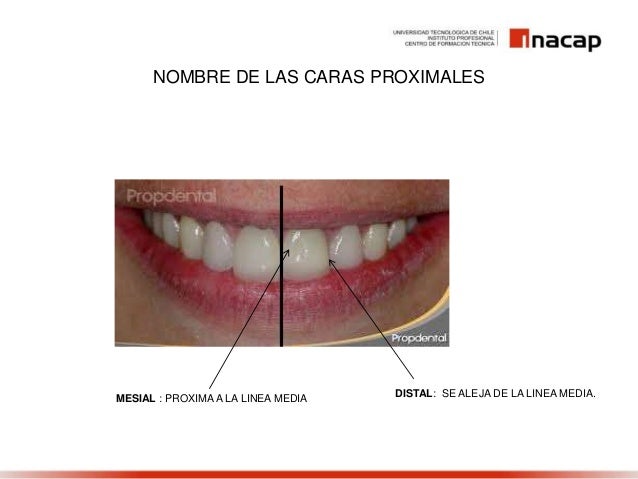 Anatomia dentaria definitiva