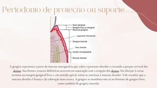 Anatomia dentaria e periodontal 2.pdf