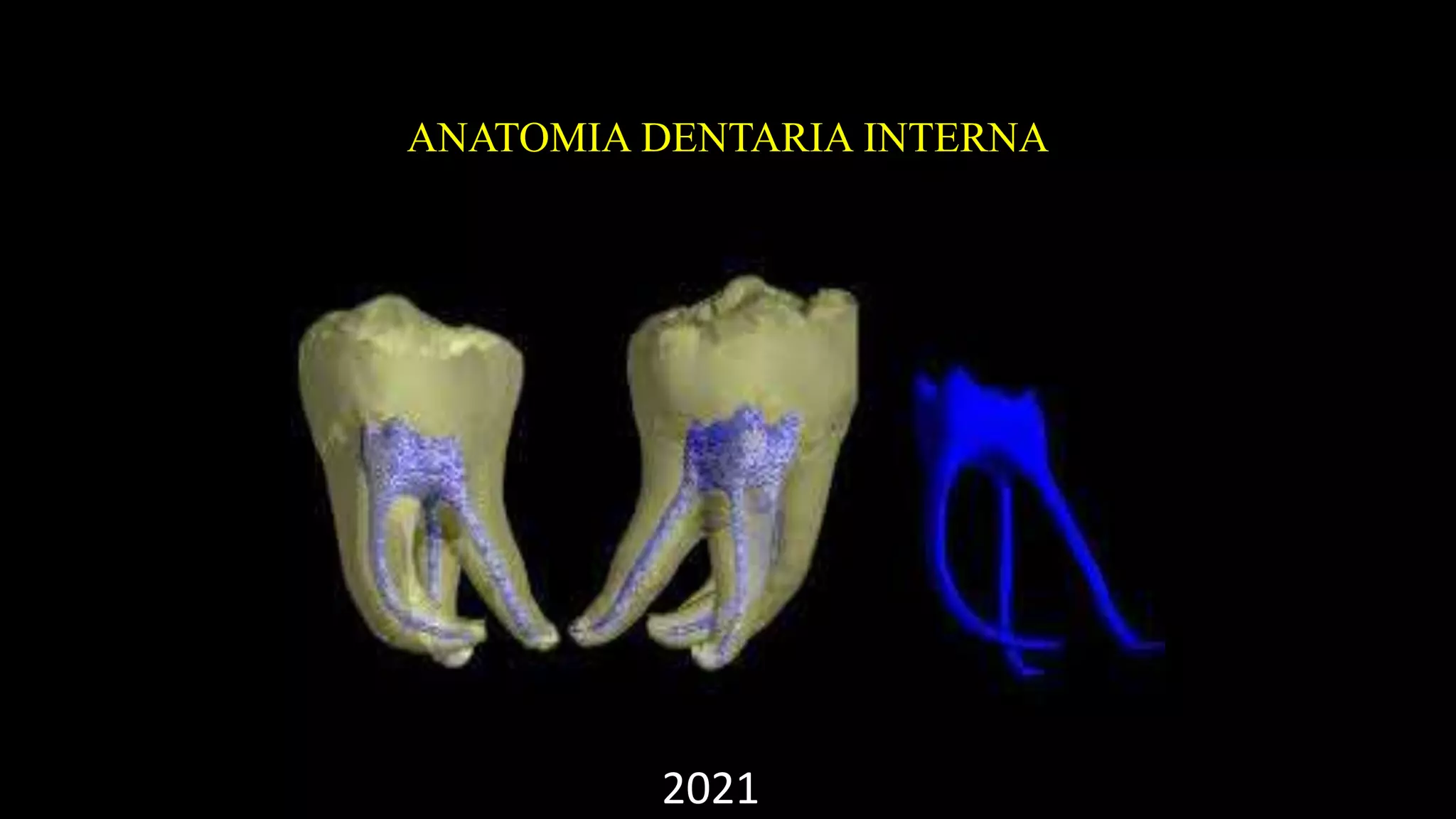 Anatomia dentaria interna | PPTX