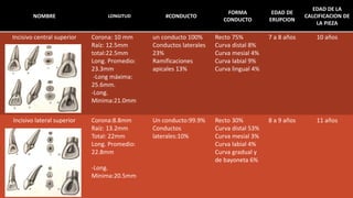 Anatomia dentaria interna | PPTX