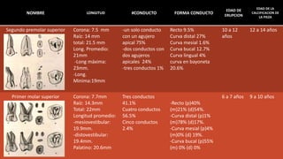 Anatomia dentaria interna | PPTX