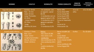 Anatomia dentaria interna | PPTX