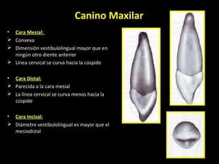 Anatomia dental permanentes | PPT