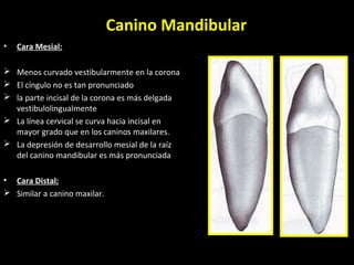 Anatomia dental permanentes | PPT