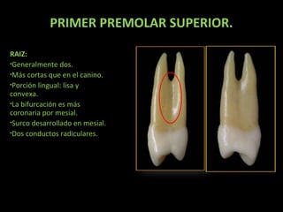 Premolares: Características Y Raíces. – QSEQNN