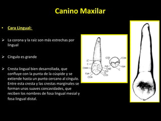 Anatomia dentaria permanentes 1 | PPT