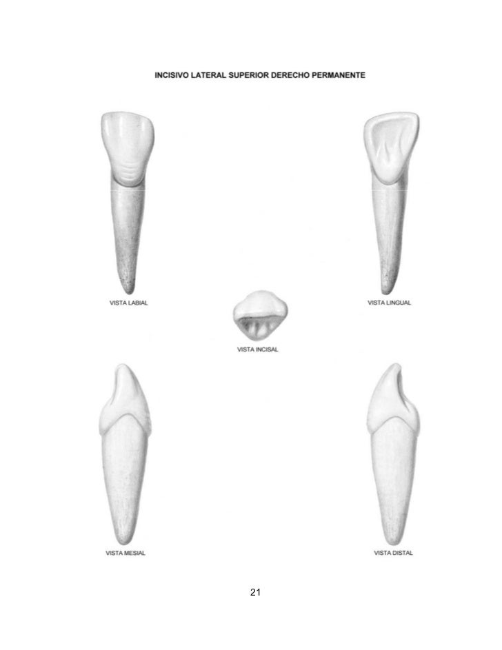 Atlas de anatomia dentaria