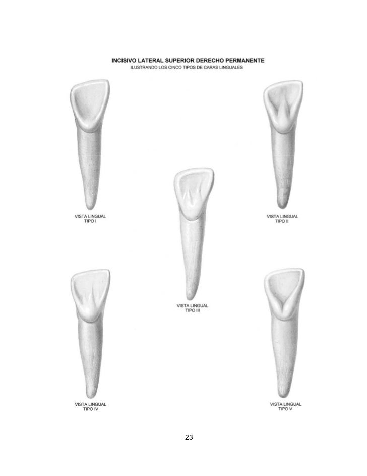 Atlas de anatomia dentaria