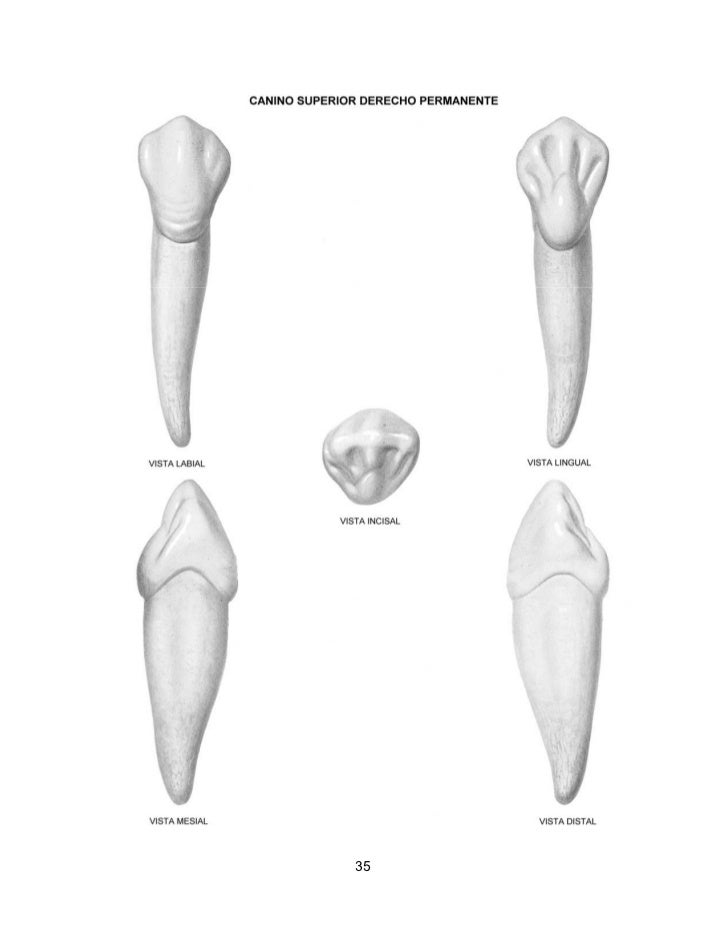 Atlas de anatomia dentaria