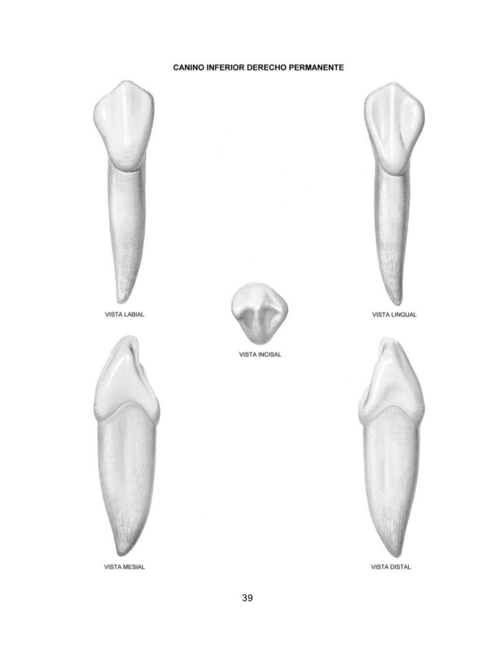 Atlas de anatomia dentaria