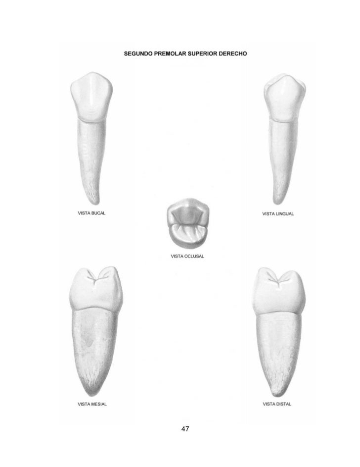 Atlas de anatomia dentaria