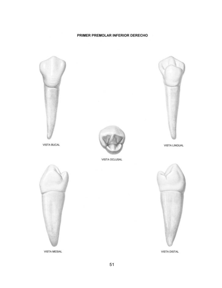 Atlas de anatomia dentaria