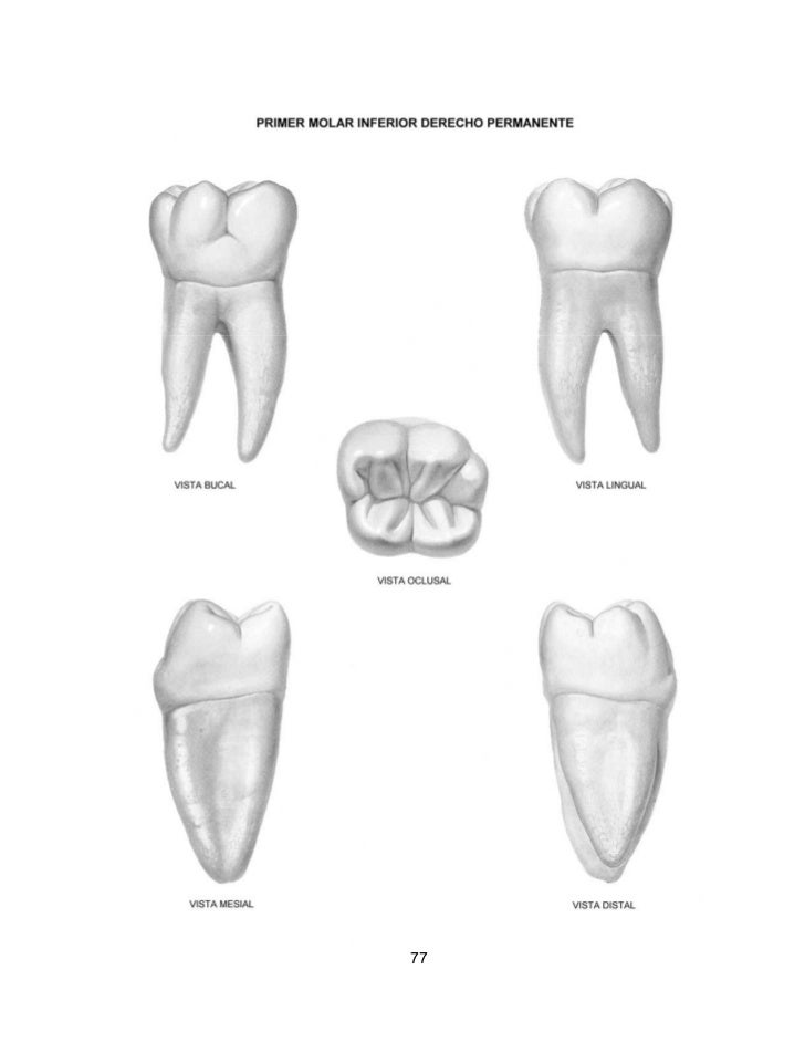Atlas de anatomia dentaria