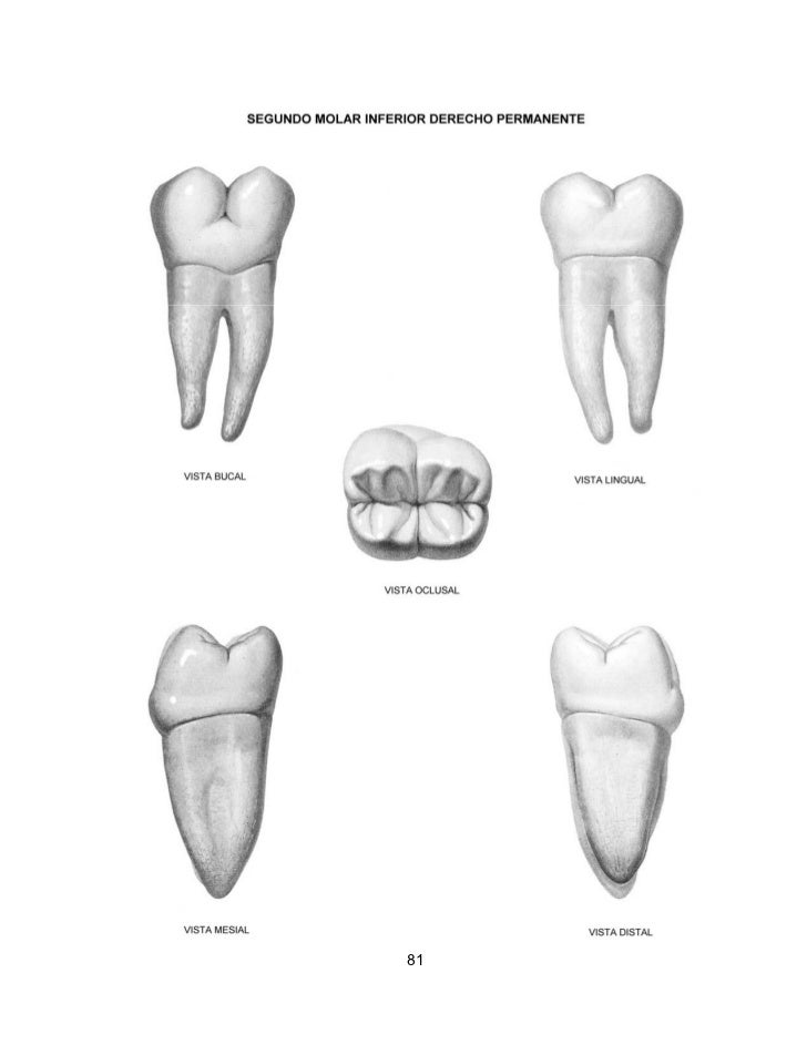 Atlas de anatomia dentaria