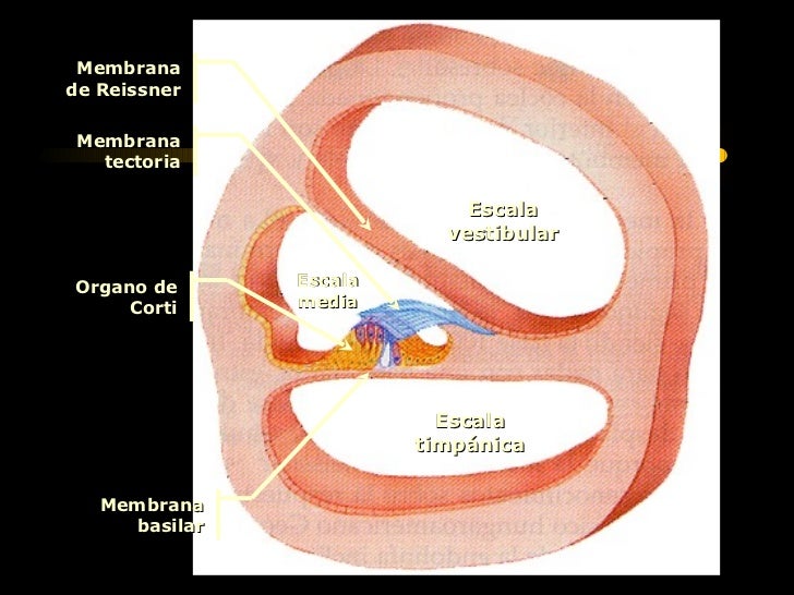 Anatomia de oido