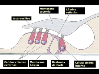 Anatomia de oido | PPT
