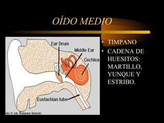 Anatomia de oido | PPT