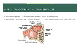 Anatomía de oído | PPTX