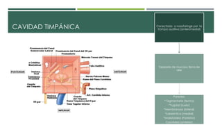 Anatomía de oído | PPTX